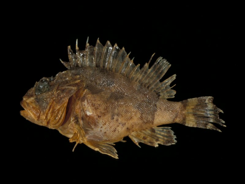 Ерш Рыба Фото Морской – Telegraph